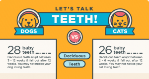 Digital Library | ASPCA Pet Health Insurance Veterinary Resources